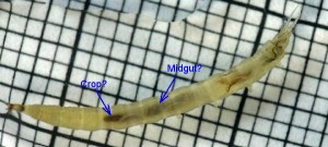 Aquatic Crane Fly Larva | The Backyard Arthropod Project