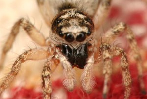Zebra Jumping Spider | The Backyard Arthropod Project
