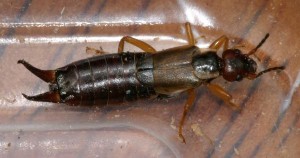 Female Earwigs – Juvenile, Fresh-Molted, and Mature | The Backyard ...