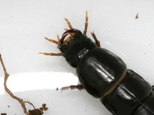 Carabid Ground Beetle Larva | The Backyard Arthropod Project