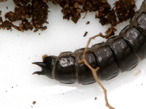 Carabid Ground Beetle Larva | The Backyard Arthropod Project