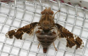 Goldenrod Gall Flies | The Backyard Arthropod Project