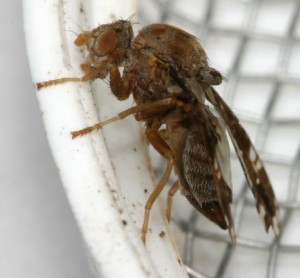 Goldenrod Gall Flies | The Backyard Arthropod Project