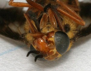 Deer Fly | The Backyard Arthropod Project