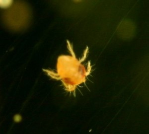 Spider Mites on Potted Orange Tree | The Backyard Arthropod Project
