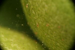 Spider Mites on Potted Orange Tree | The Backyard Arthropod Project