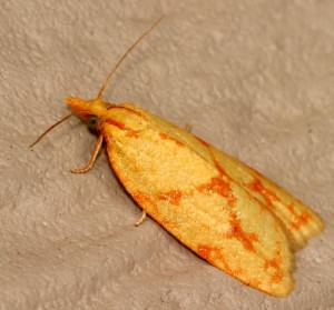 Sparganothis Fruitworm Moth | The Backyard Arthropod Project
