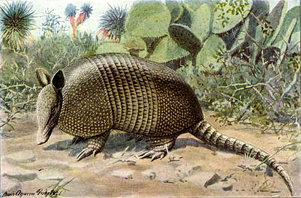 X is for Xenarthran | The Backyard Arthropod Project