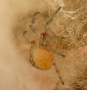 Bridge Spider and Eggs | The Backyard Arthropod Project