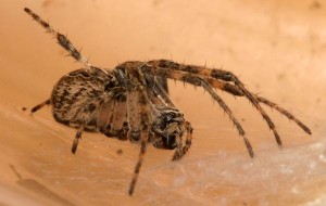 Bridge Spider and Eggs | The Backyard Arthropod Project