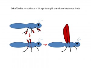 The Origin of Insect Wings | The Backyard Arthropod Project