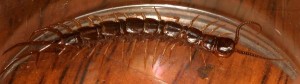 Stone Centipede | The Backyard Arthropod Project