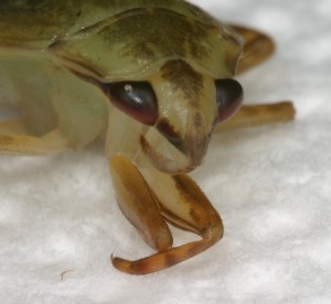 Predatory Water Bug Nymph, with Water Mites | The Backyard Arthropod ...