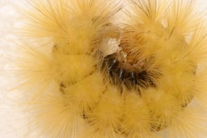 Yellow Woollybear Caterpillar | The Backyard Arthropod Project