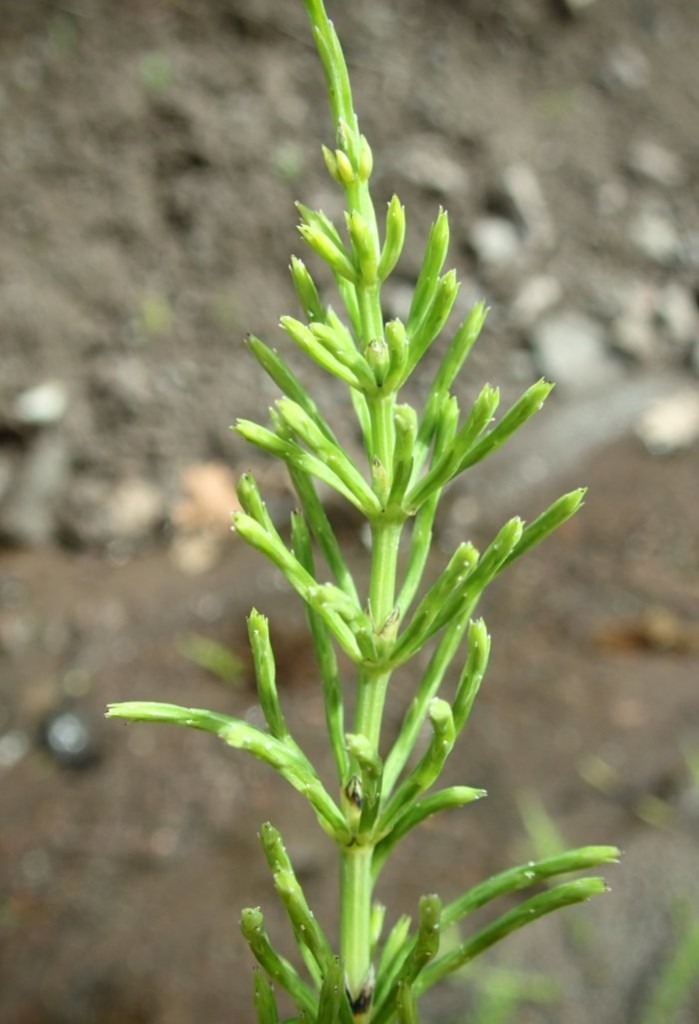 Common Horsetails | The Backyard Arthropod Project