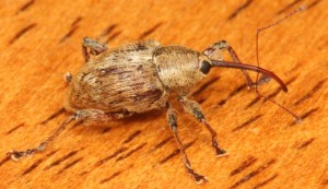 Acorn Weevil | The Backyard Arthropod Project