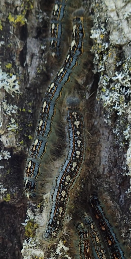 Forest Tent Caterpillar Outbreak, and Friendly Flies | The Backyard ...