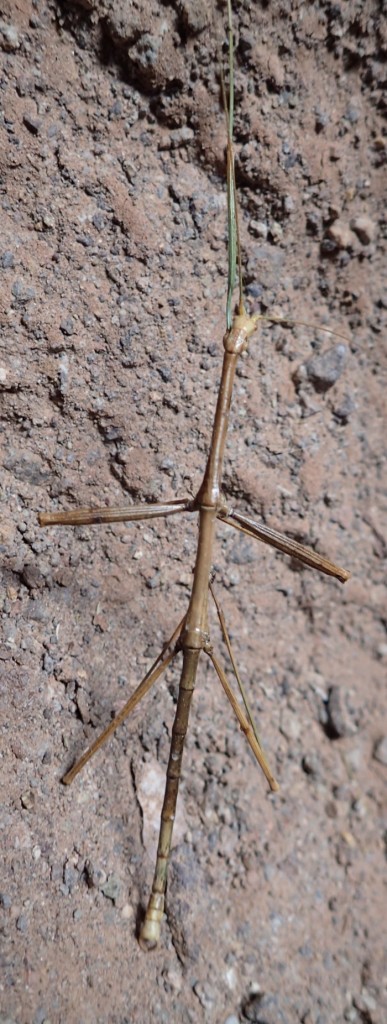 New Mexico: Creosote Bush Walking Sticks | The Backyard Arthropod Project