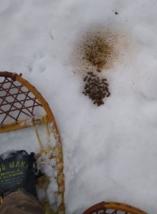 Animal droppings: Grouse and mouse | The Backyard Arthropod Project