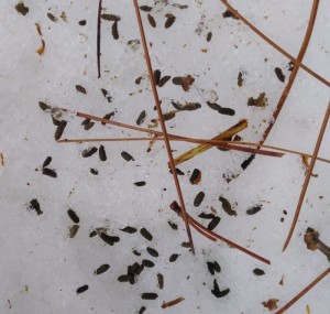 Animal droppings: Grouse and mouse | The Backyard Arthropod Project