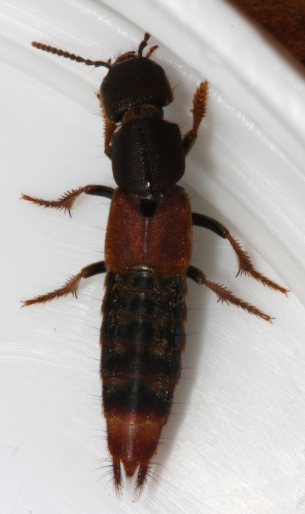 Cinnamon-Winged Flat Dragon (Rove Beetle) | The Backyard Arthropod Project