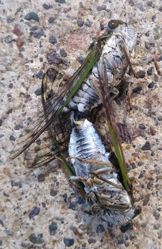 Mating Cicadas | The Backyard Arthropod Project