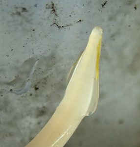 Cat Roundworm | The Backyard Arthropod Project