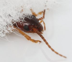 The Backyard Arthropod Project